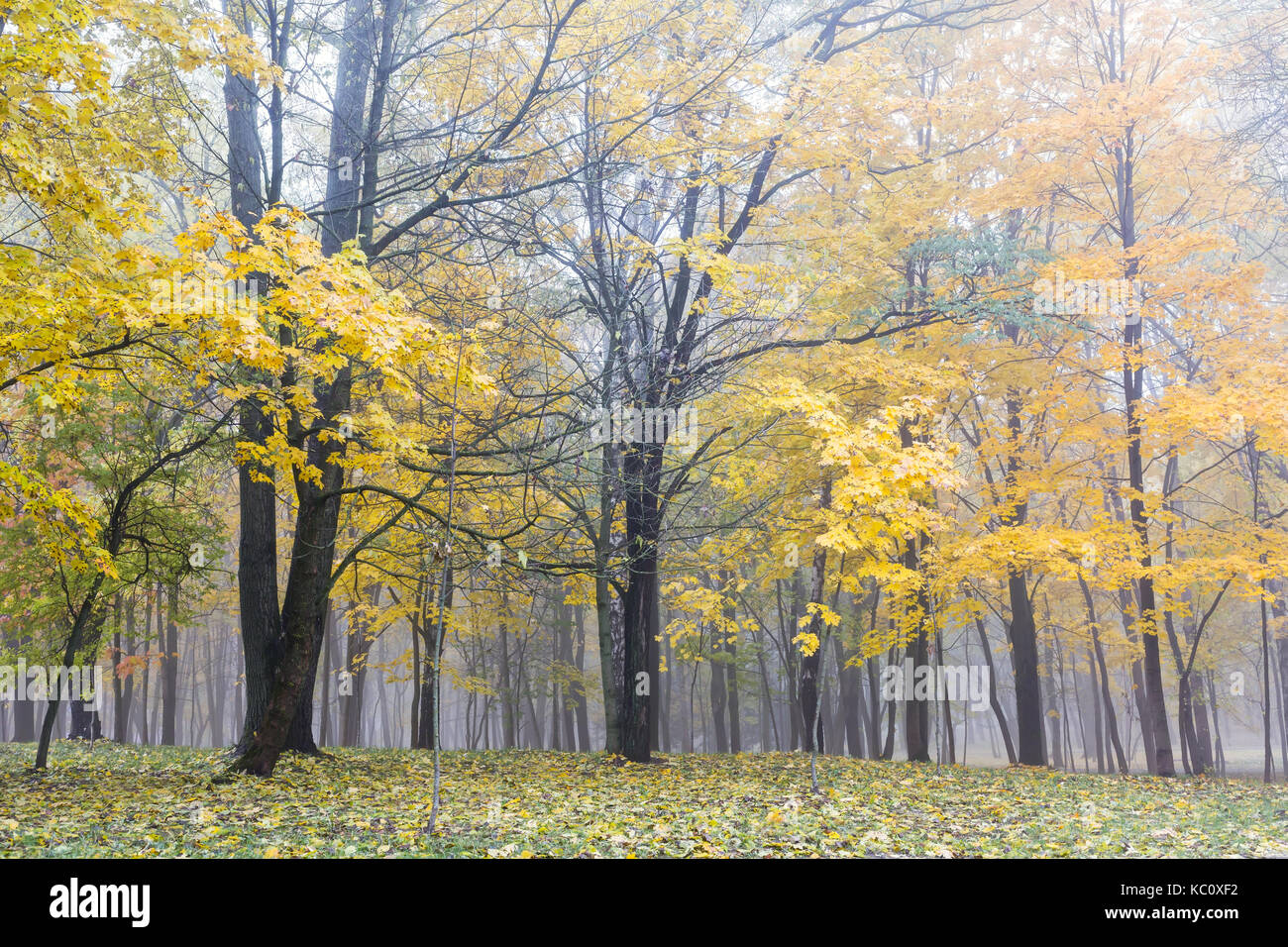 beautiful autumnal trees with fallen yellow and golden foliage on the ...