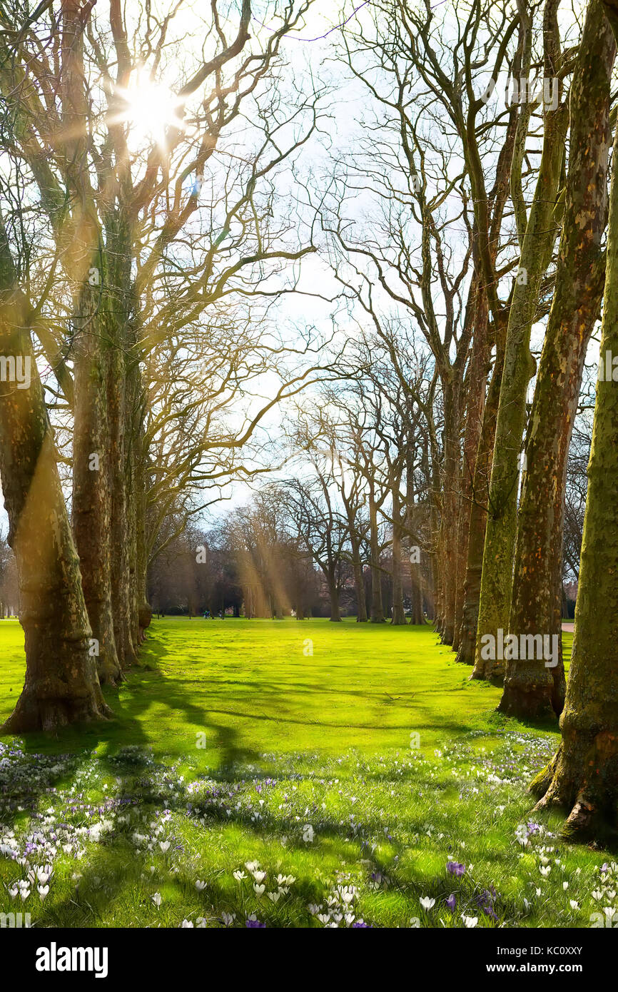 Sunlight in the green forest, spring time Stock Photo - Alamy