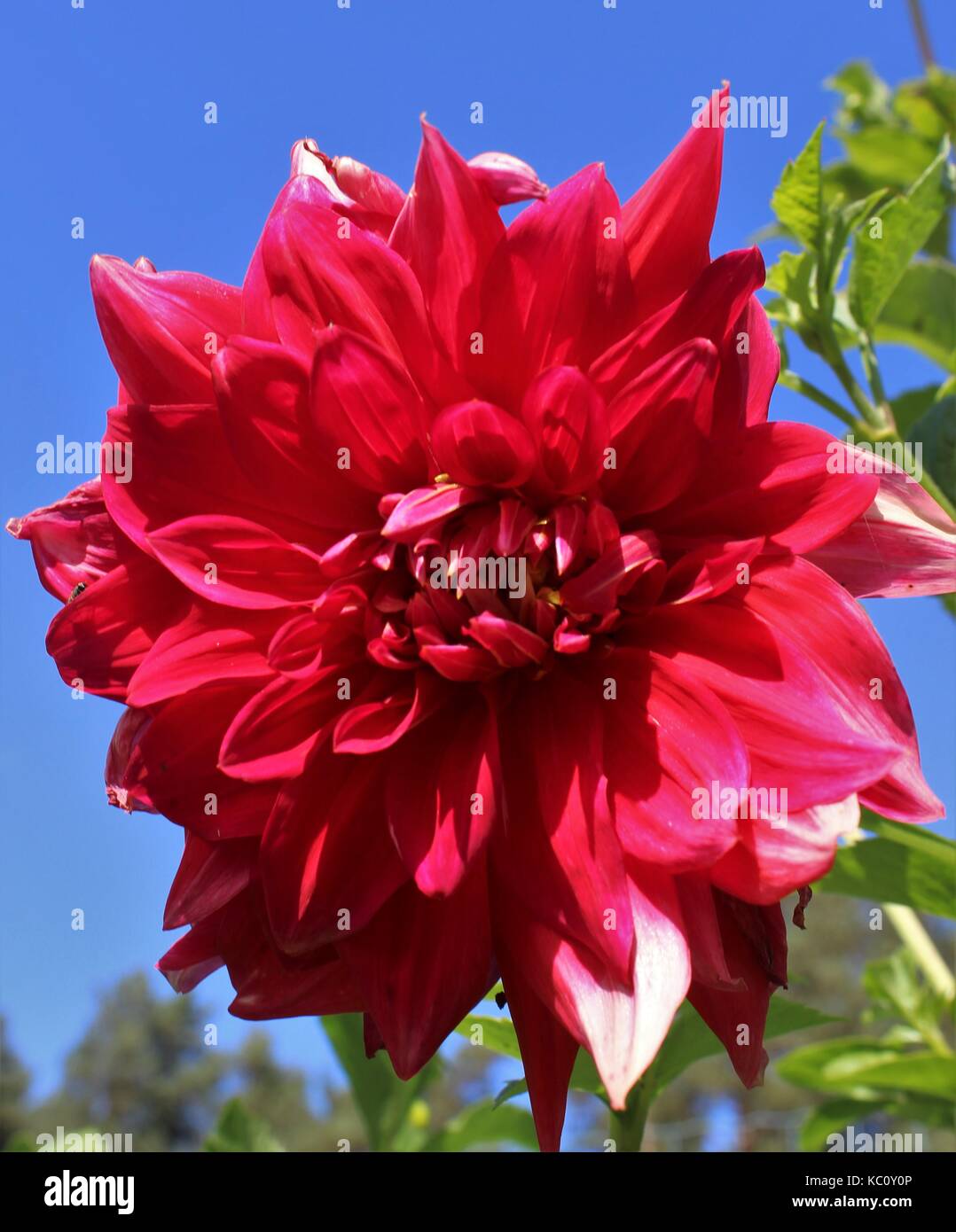 Bright ideas in nature hi-res stock photography and images - Alamy