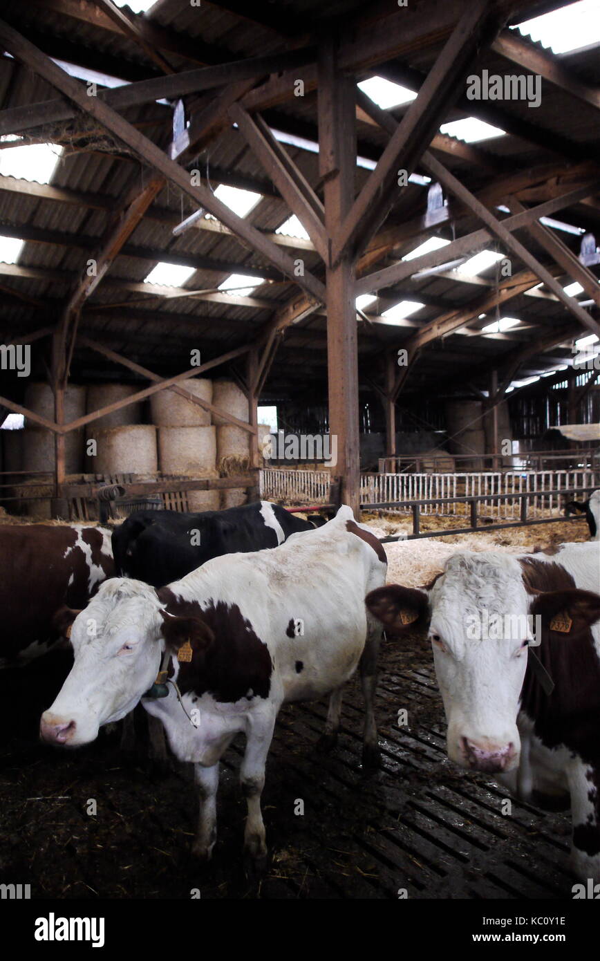 Cattle breeding in a farm, Duerne, France Stock Photo - Alamy