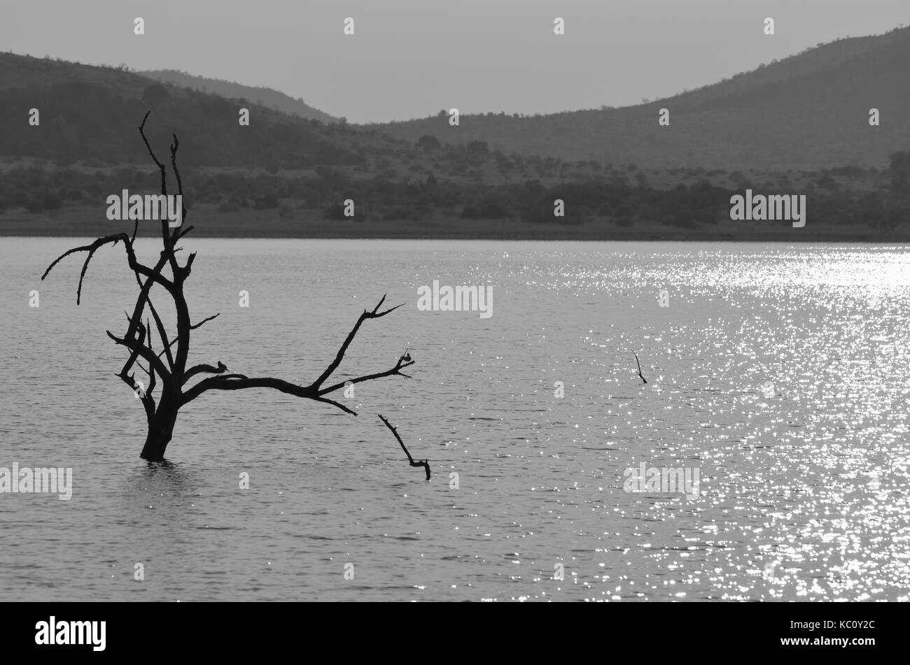 Black and white landscape with dead tree in the middle of Mankwe dam ...