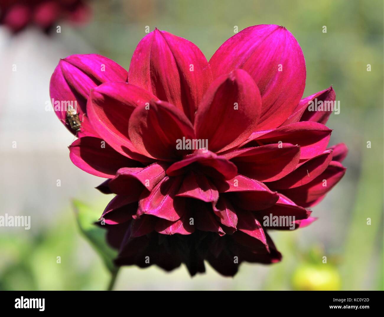 Bright Red Dahlia blossom Stock Photo - Alamy