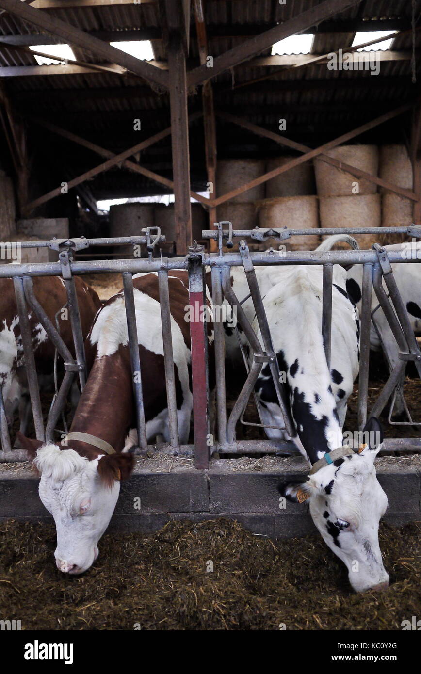 Cattle breeding in a farm, Duerne, France Stock Photo - Alamy