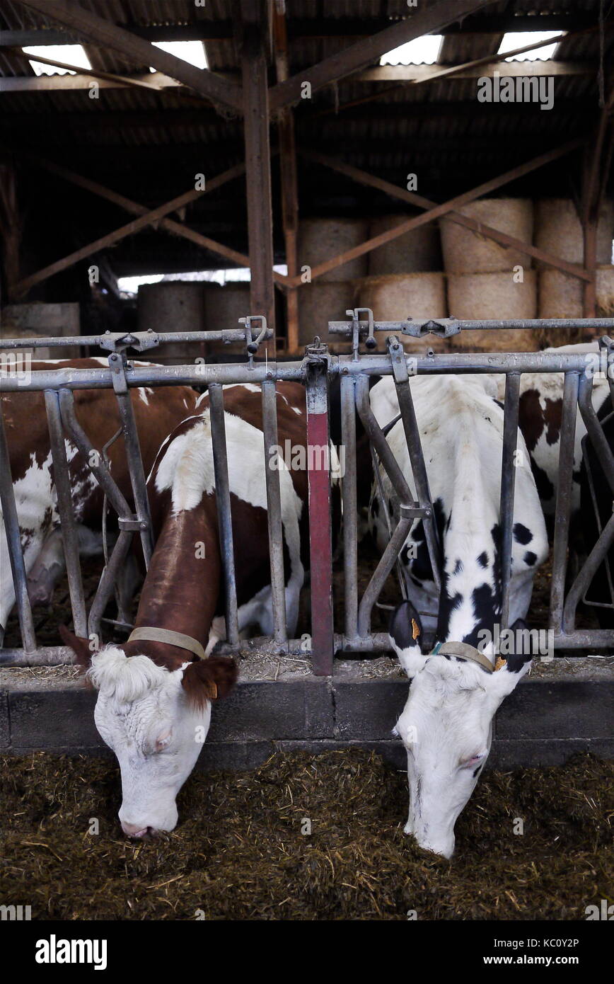 Cattle breeding in a farm, Duerne, France Stock Photo - Alamy
