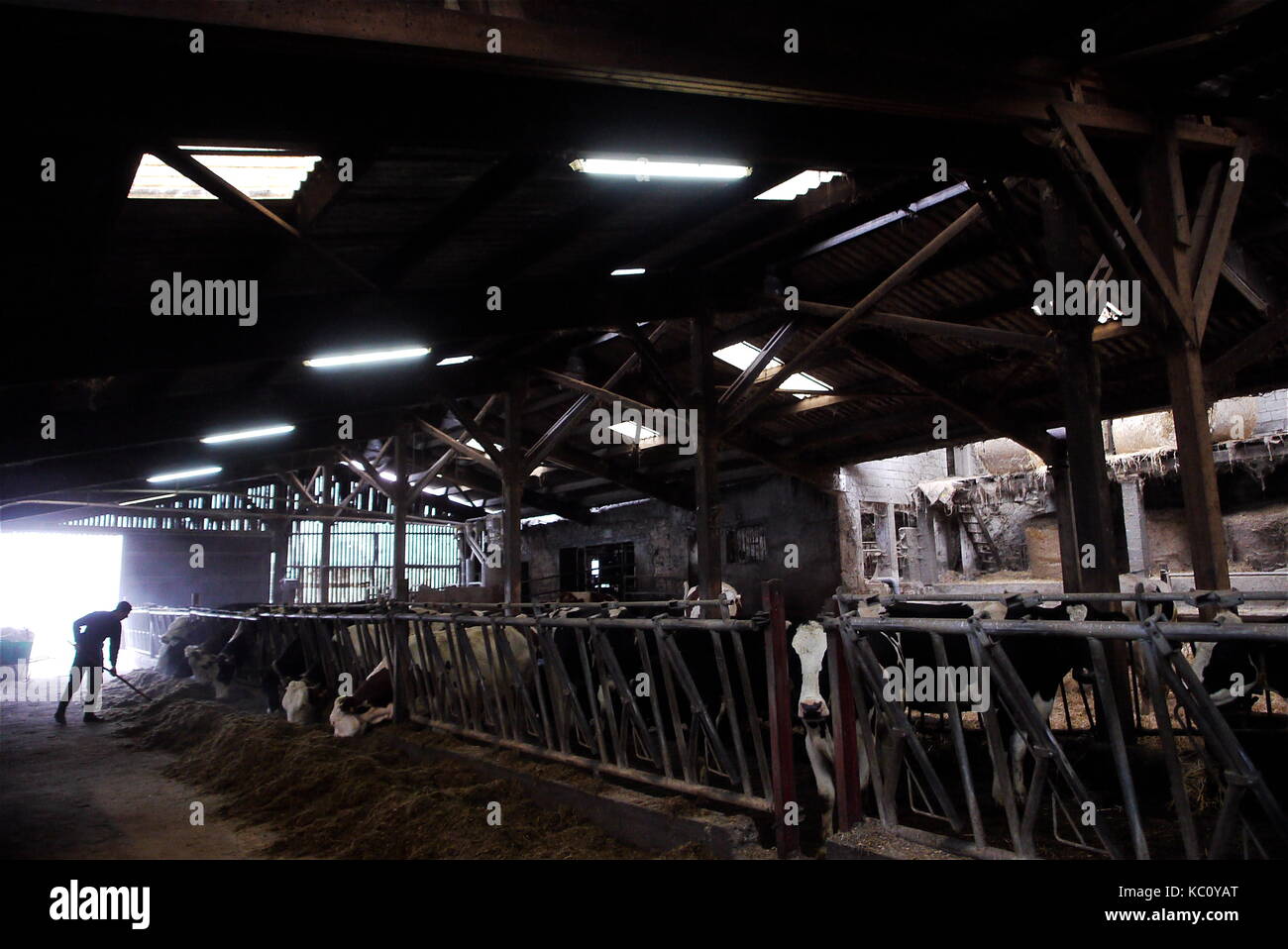 Cattle breeding in a farm, Duerne, France Stock Photo - Alamy