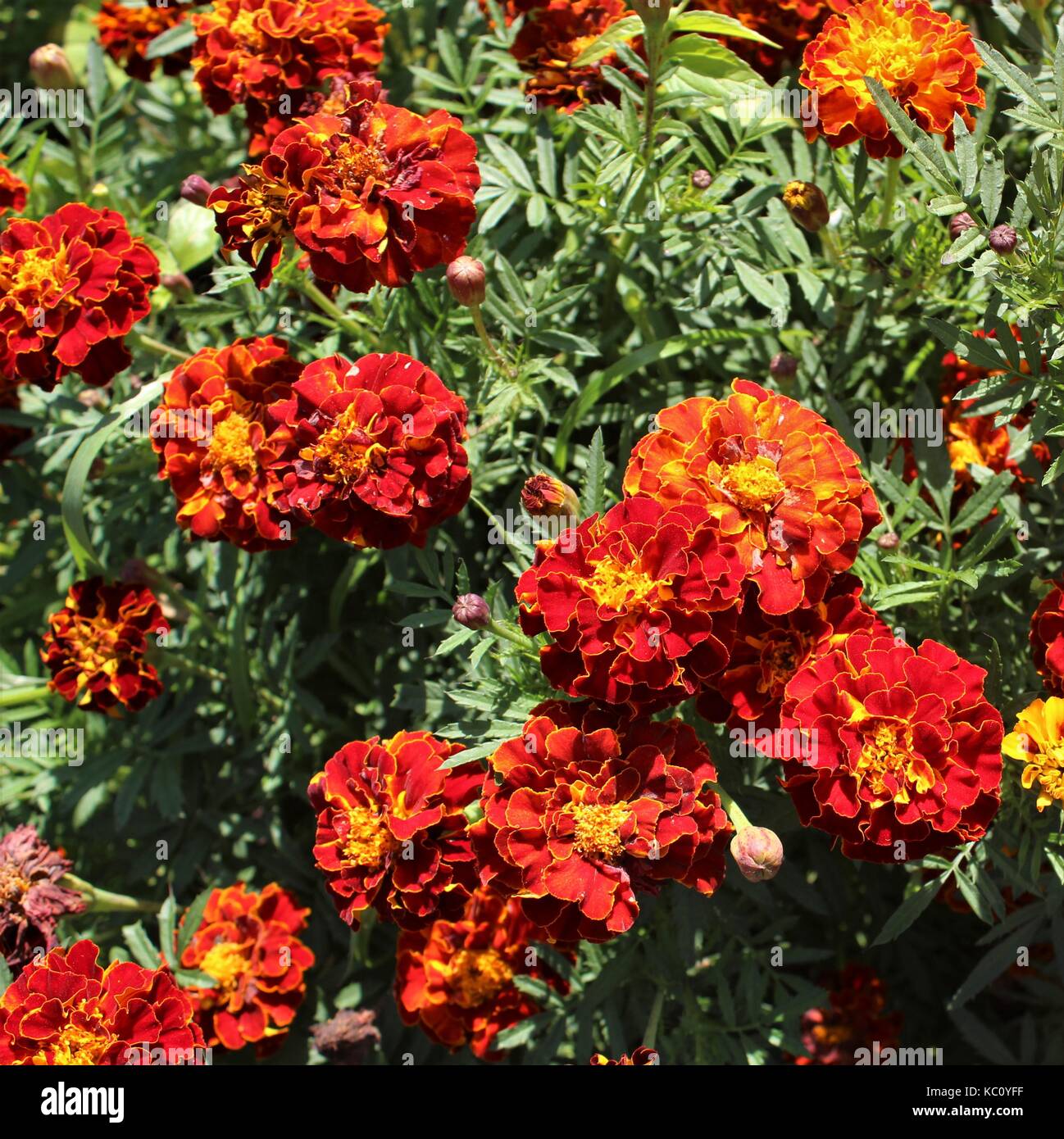 Durango red marigolds in Lithuania Stock Photo - Alamy