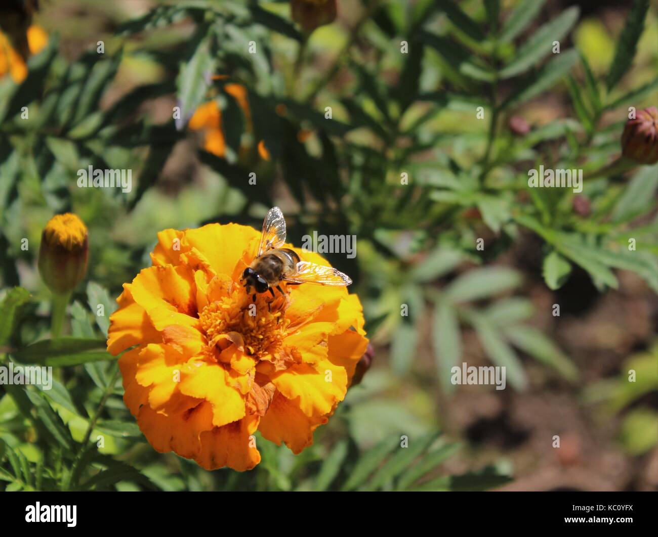 Bee collecting nectar from bright hi-res stock photography and images ...