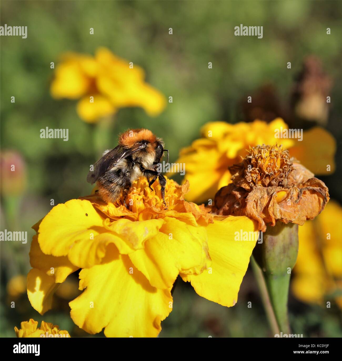 Bee collecting nectar from marigold bud Stock Photo - Alamy