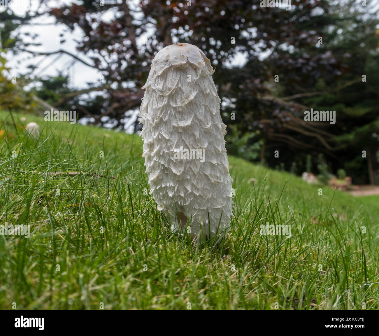 Coprinus Comatus Ink Cap Mushroom High Resolution Stock Photography and ...