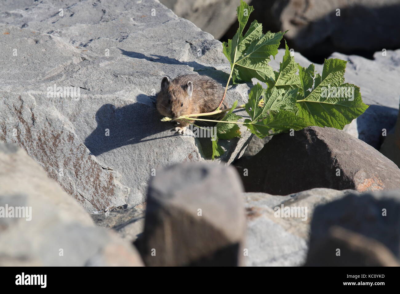 American pika glacier national park hi-res stock photography and images ...