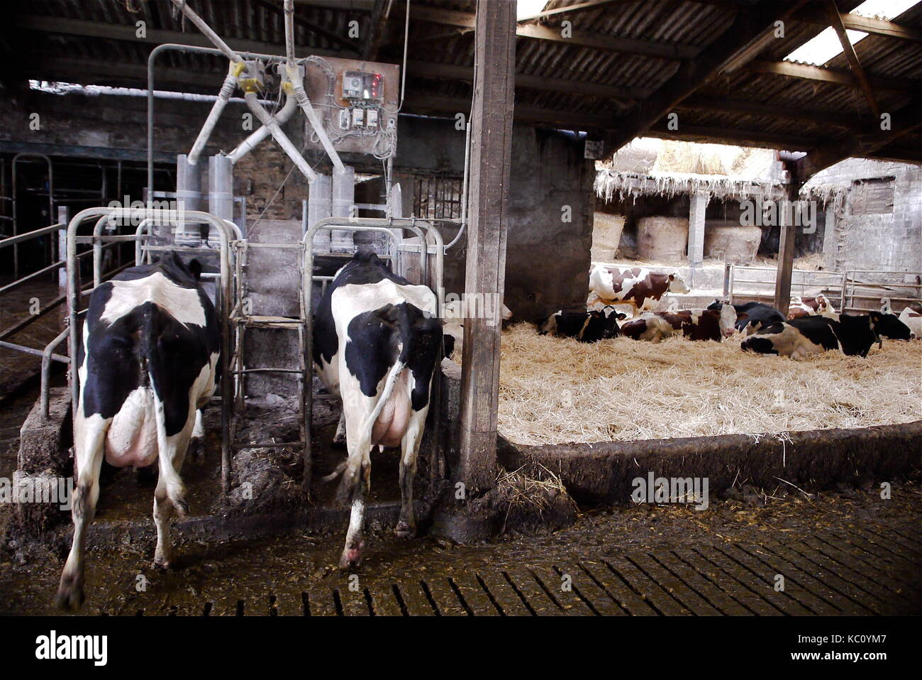 Cattle breeding in a farm, Duerne, France Stock Photo - Alamy