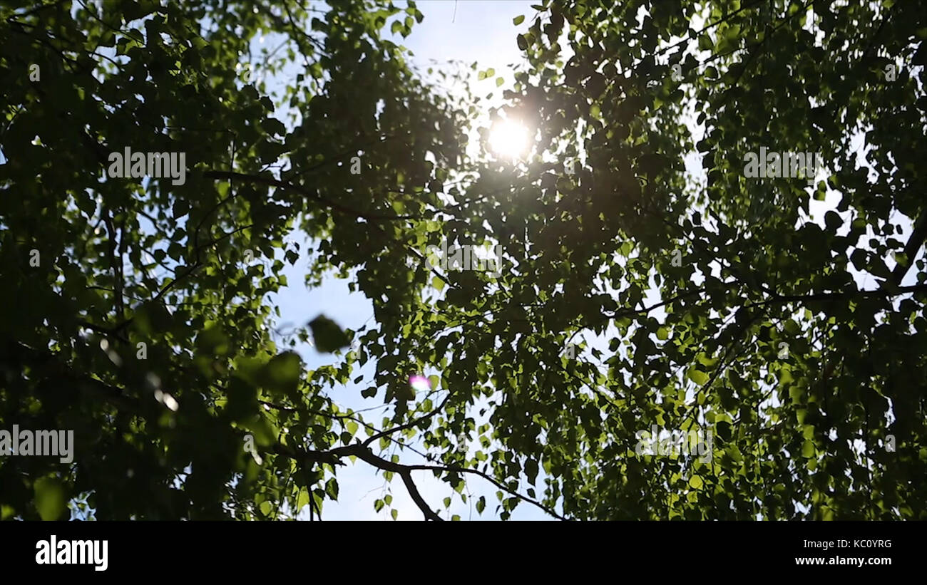 Autumn landscape of the birch woods, sunlight behind birch tree. The ...