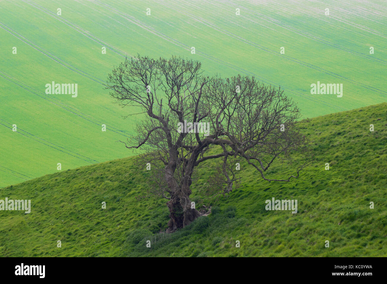 Dead/dry tree in green landscape, diagonal lines, England - photo Stock ...