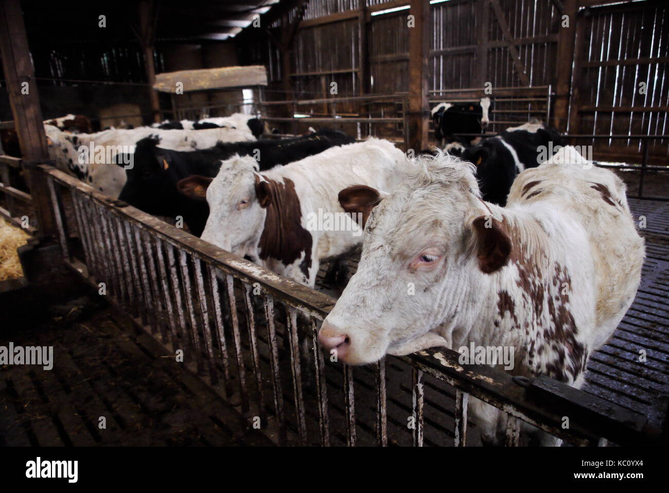 Cattle breeding in a farm, Duerne, France Stock Photo - Alamy