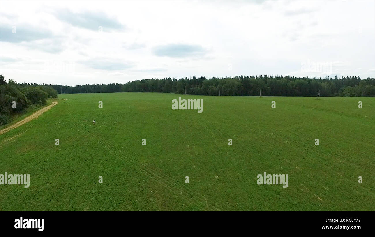 Aerial view of green field and lake.Flying over the field with green ...