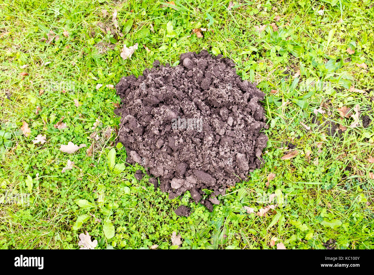 Soil molehill hi-res stock photography and images - Alamy