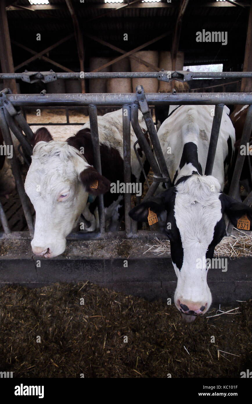 Cattle breeding in a farm, Duerne, France Stock Photo - Alamy
