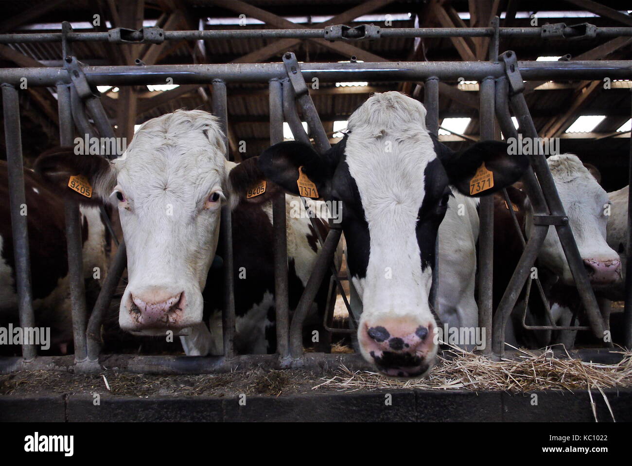 Cattle breeding in a farm, Duerne, France Stock Photo - Alamy