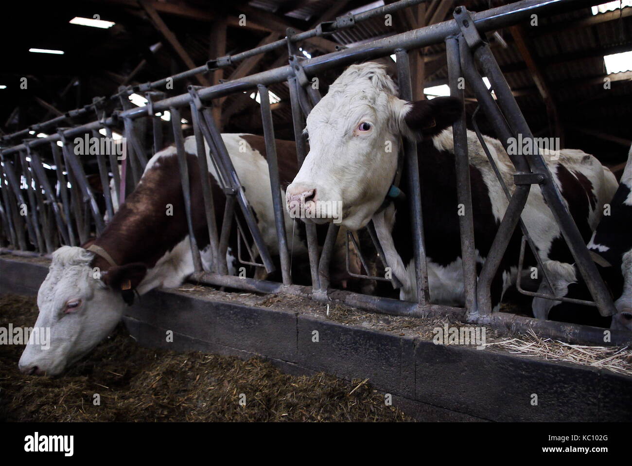 Cattle breeding in a farm, Duerne, France Stock Photo - Alamy