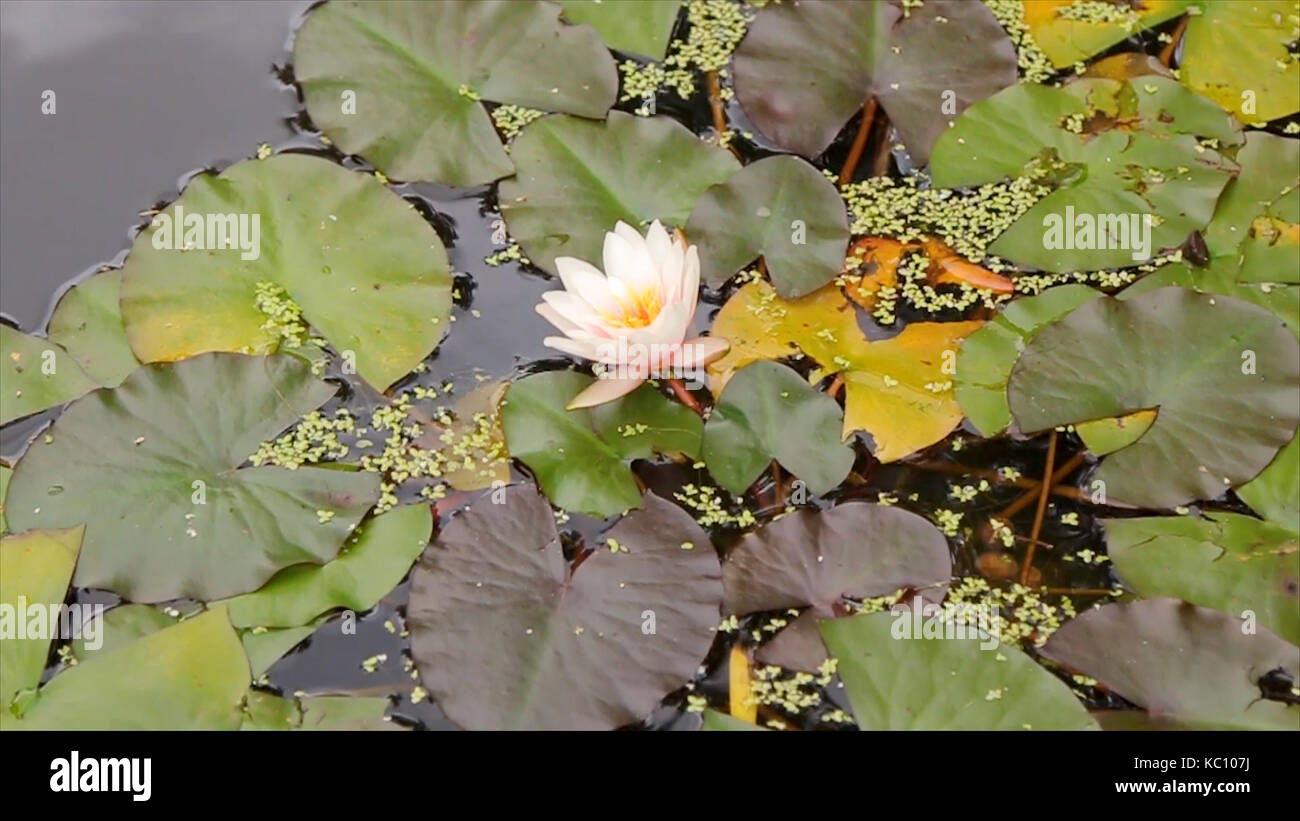 Beautiful flower and leaves in swamp. The swamp Lotus. Flower and ...