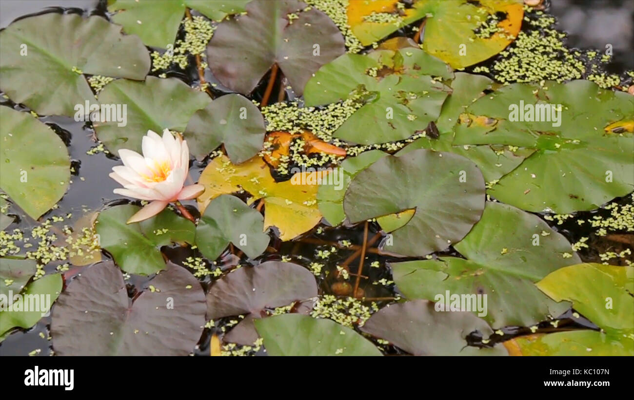 Beautiful flower and leaves in swamp. The swamp Lotus. Flower and ...