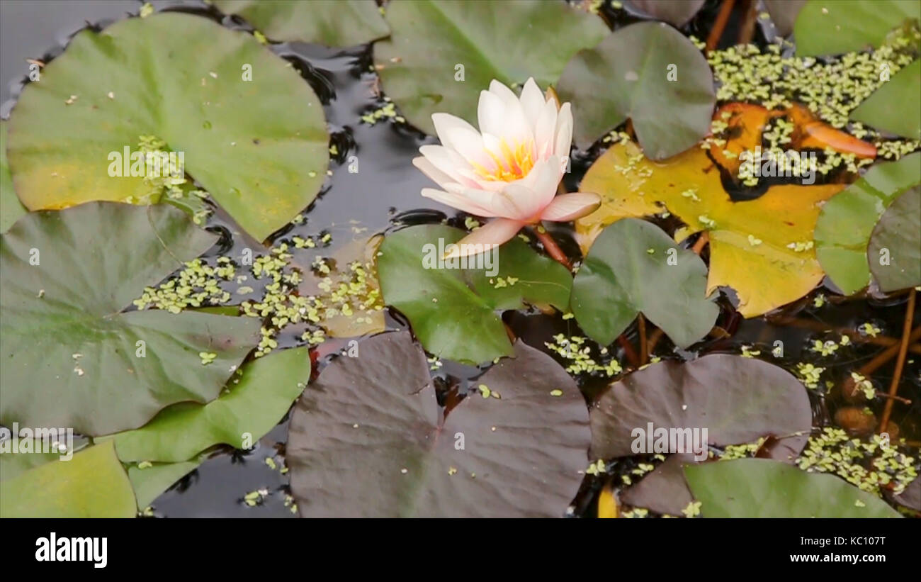 Beautiful flower and leaves in swamp. The swamp Lotus. Flower and ...