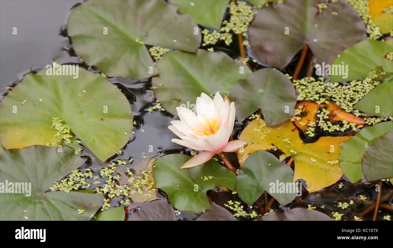 Beautiful flower and leaves in swamp. The swamp Lotus. Flower and ...