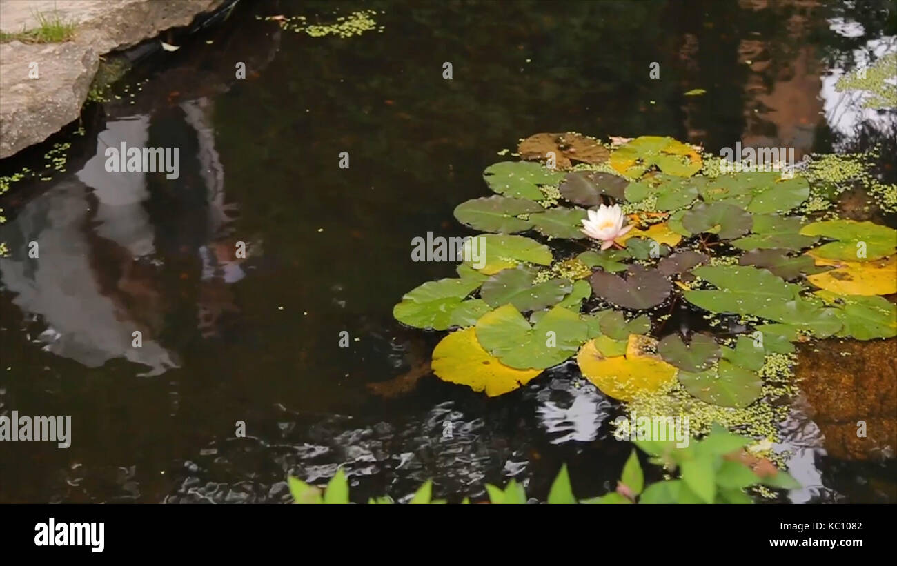 Beautiful flower and leaves in swamp. The swamp Lotus. Flower and ...