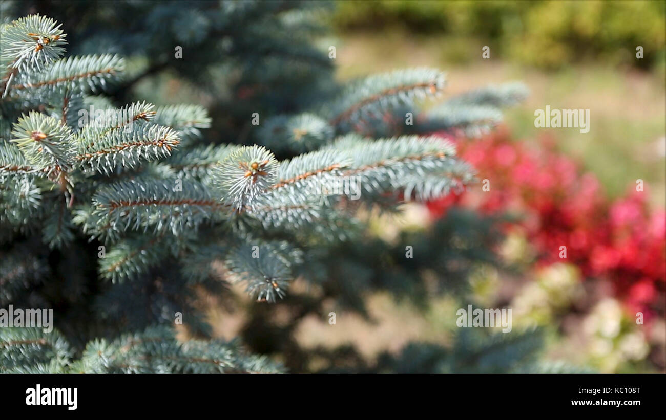 Green prickly branches of a fur-tree or pine. Beautigul vgreen fur-tree ...