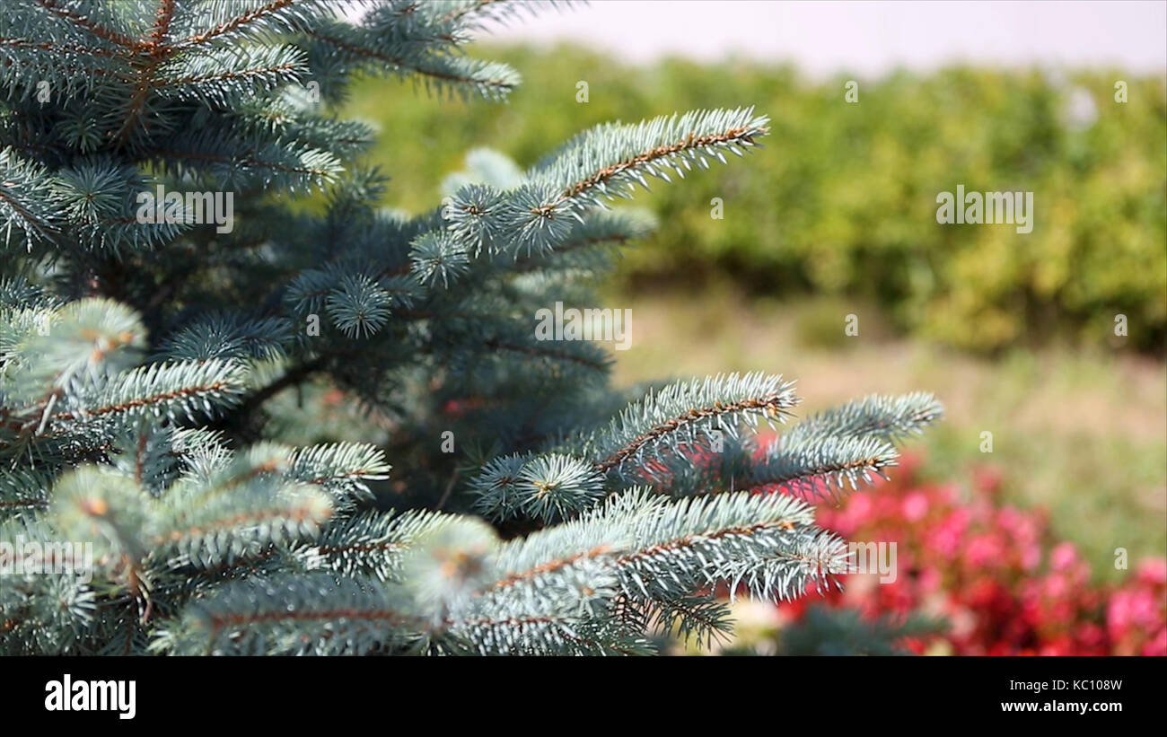 Green prickly branches of a fur-tree or pine. Beautigul vgreen fur-tree ...