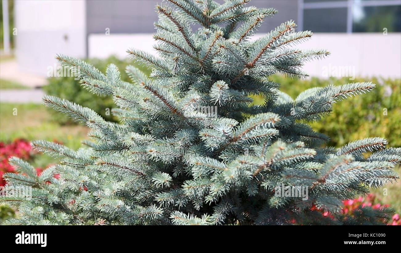 Green prickly branches of a fur-tree or pine. Beautigul vgreen fur-tree ...