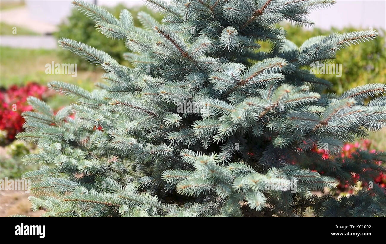 Green prickly branches of a fur-tree or pine. Beautigul vgreen fur-tree ...