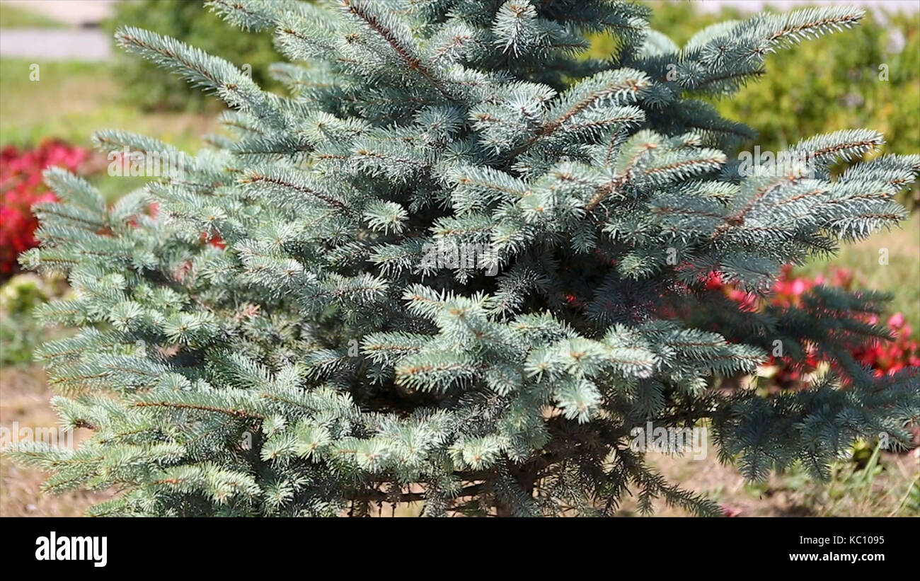Green prickly branches of a fur-tree or pine. Beautigul vgreen fur-tree ...
