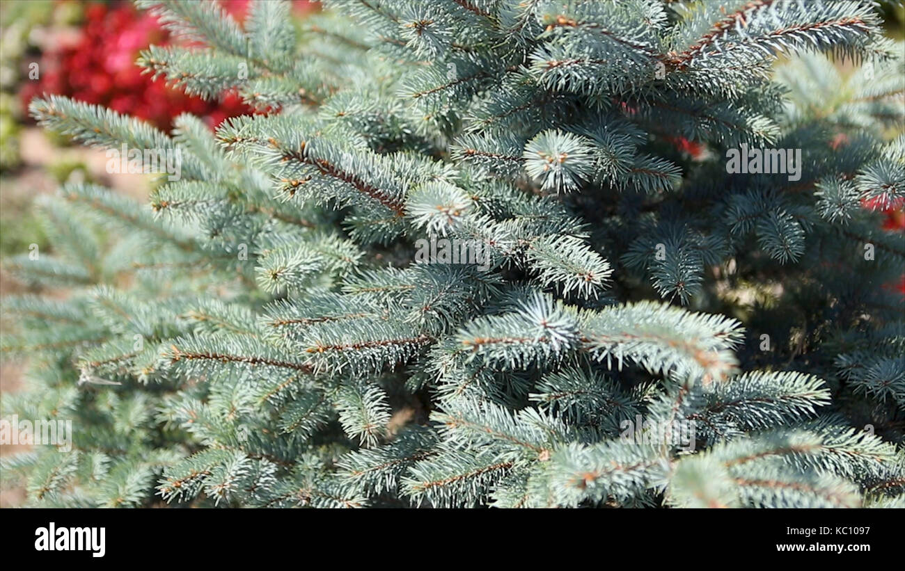 Green prickly branches of a fur-tree or pine. Beautigul vgreen fur-tree ...