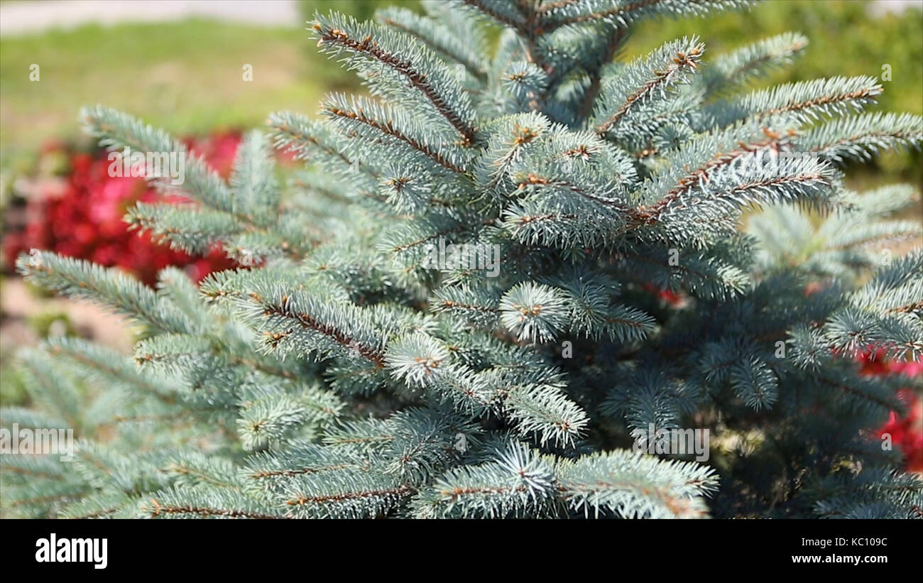 Green prickly branches of a fur-tree or pine. Beautigul vgreen fur-tree ...