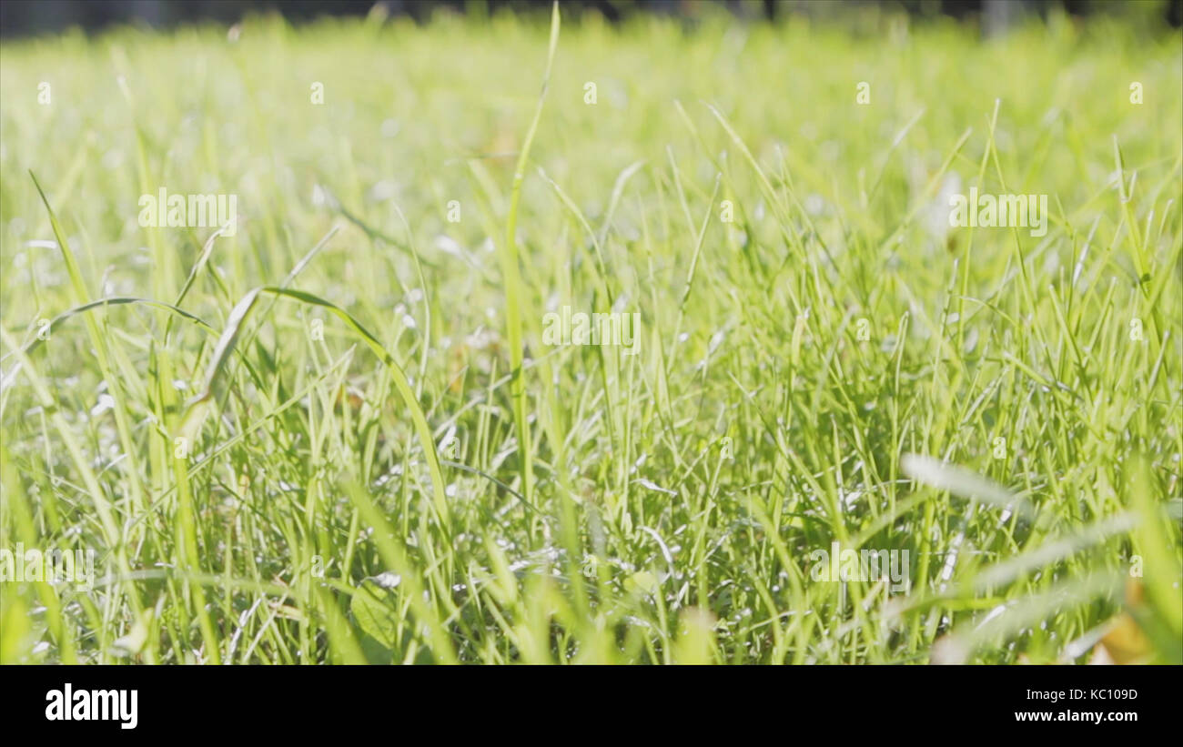 Green grass at the field in summer day. Grass background in the studio ...