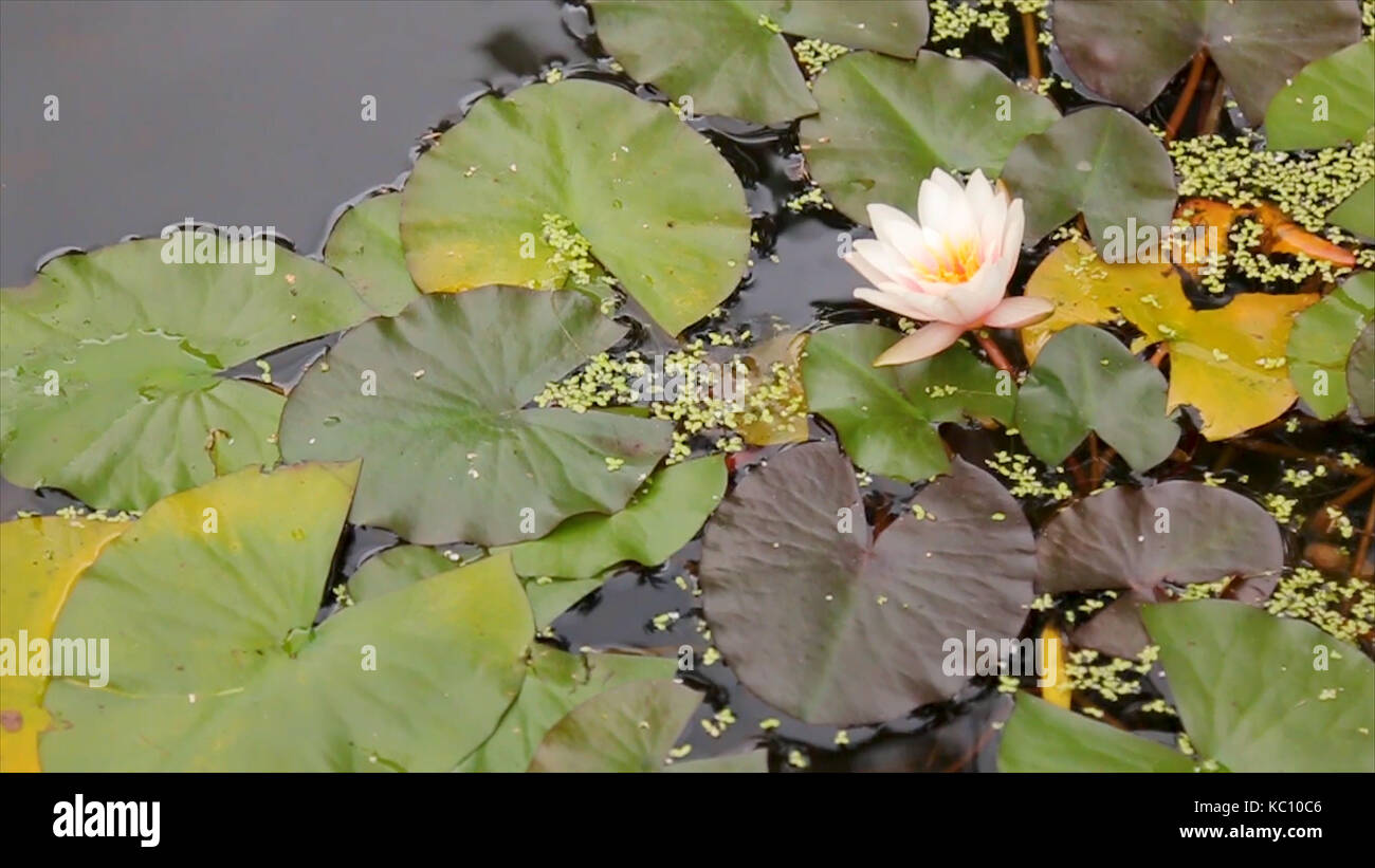 Do Lotus Flowers Grow In Swamps at Earl Sigala blog