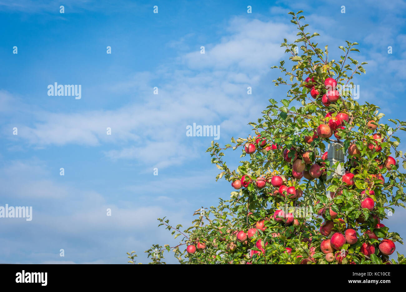 Red ripe apples on branch, blue sky background. Fresh Fuji apples Stock ...