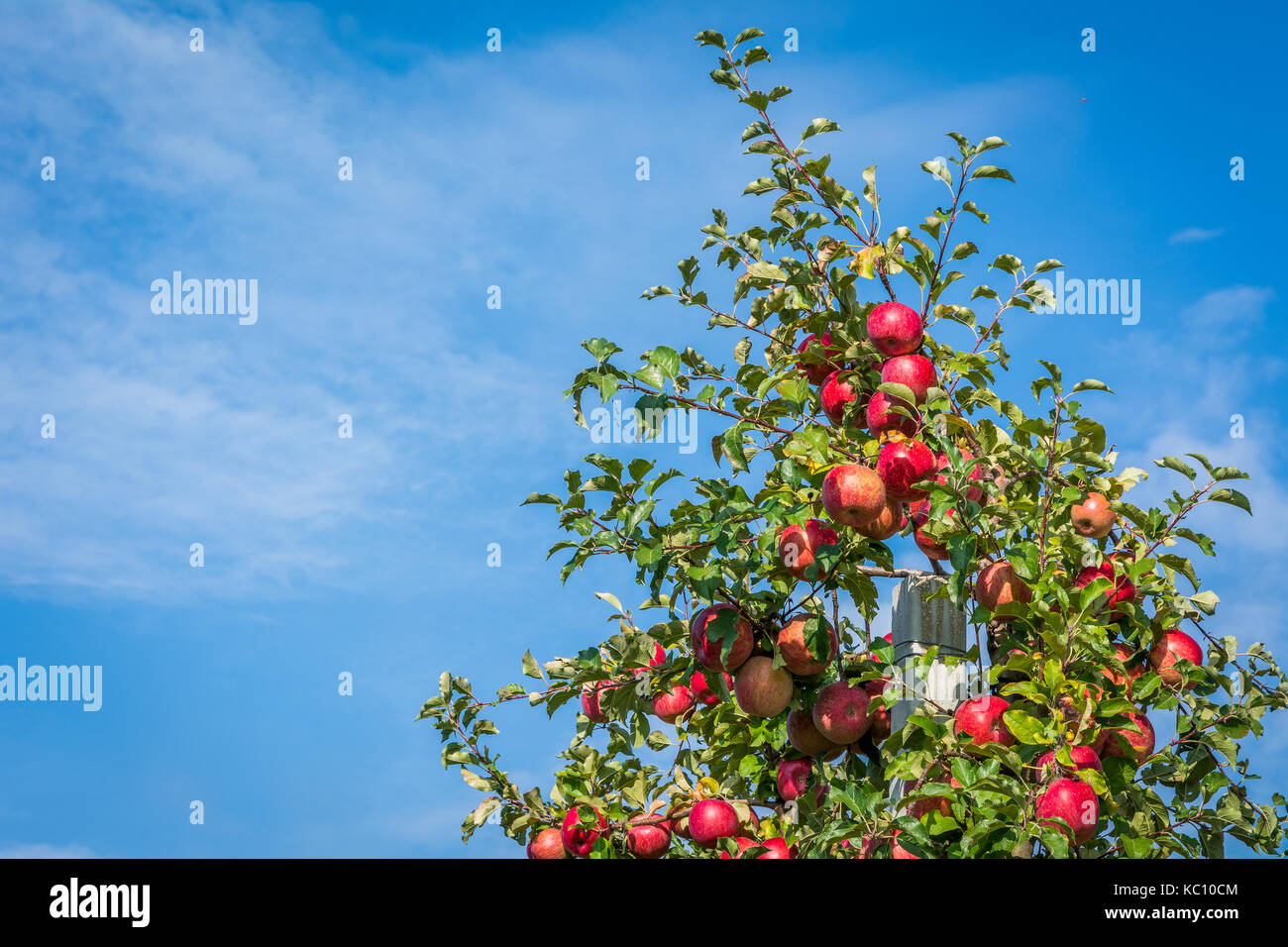 Red ripe apples on branch, blue sky background. Fresh Fuji apples Stock ...