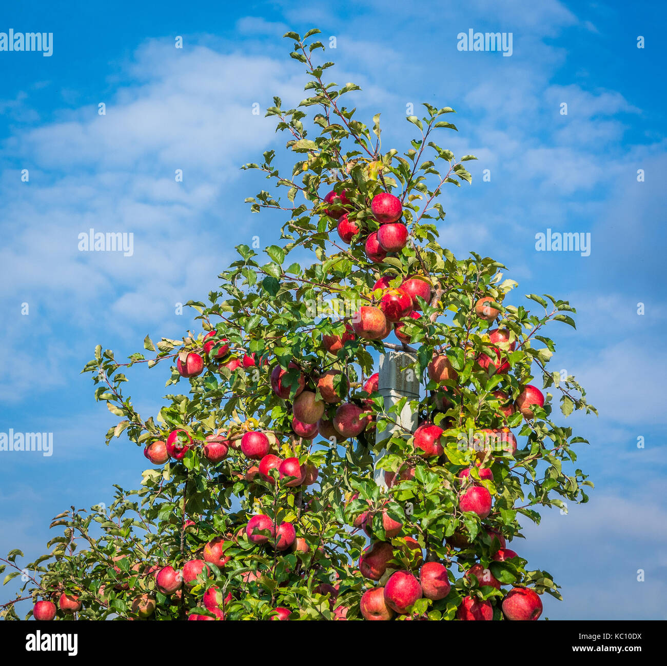 Red ripe apples on branch, blue sky background. Fresh Fuji apples Stock ...