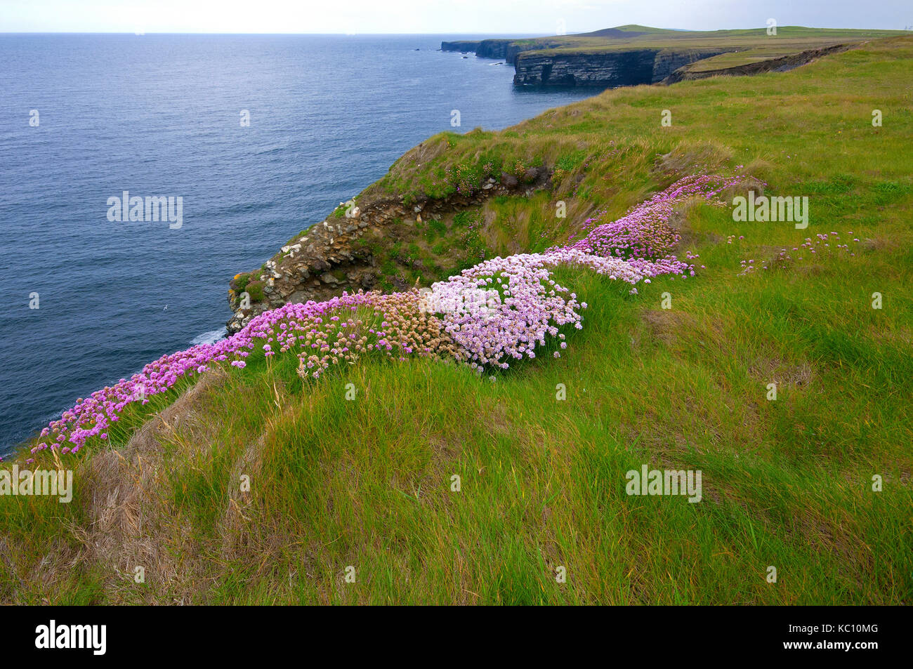 Flowering on the high cliffs of Loop Head peninsula, County Clare ...