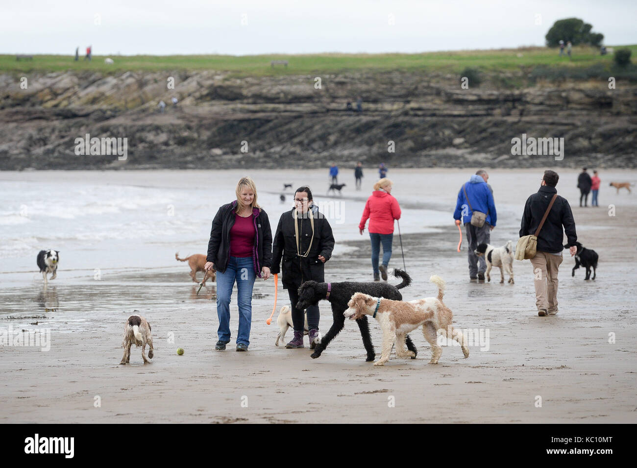 Dog walkers and their pets enjoy the full use of the beach at Barry ...