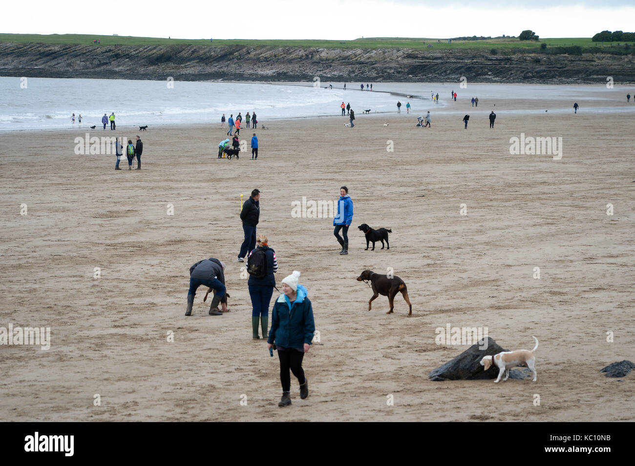 Dog walkers and their pets enjoy the full use of the beach at Barry ...