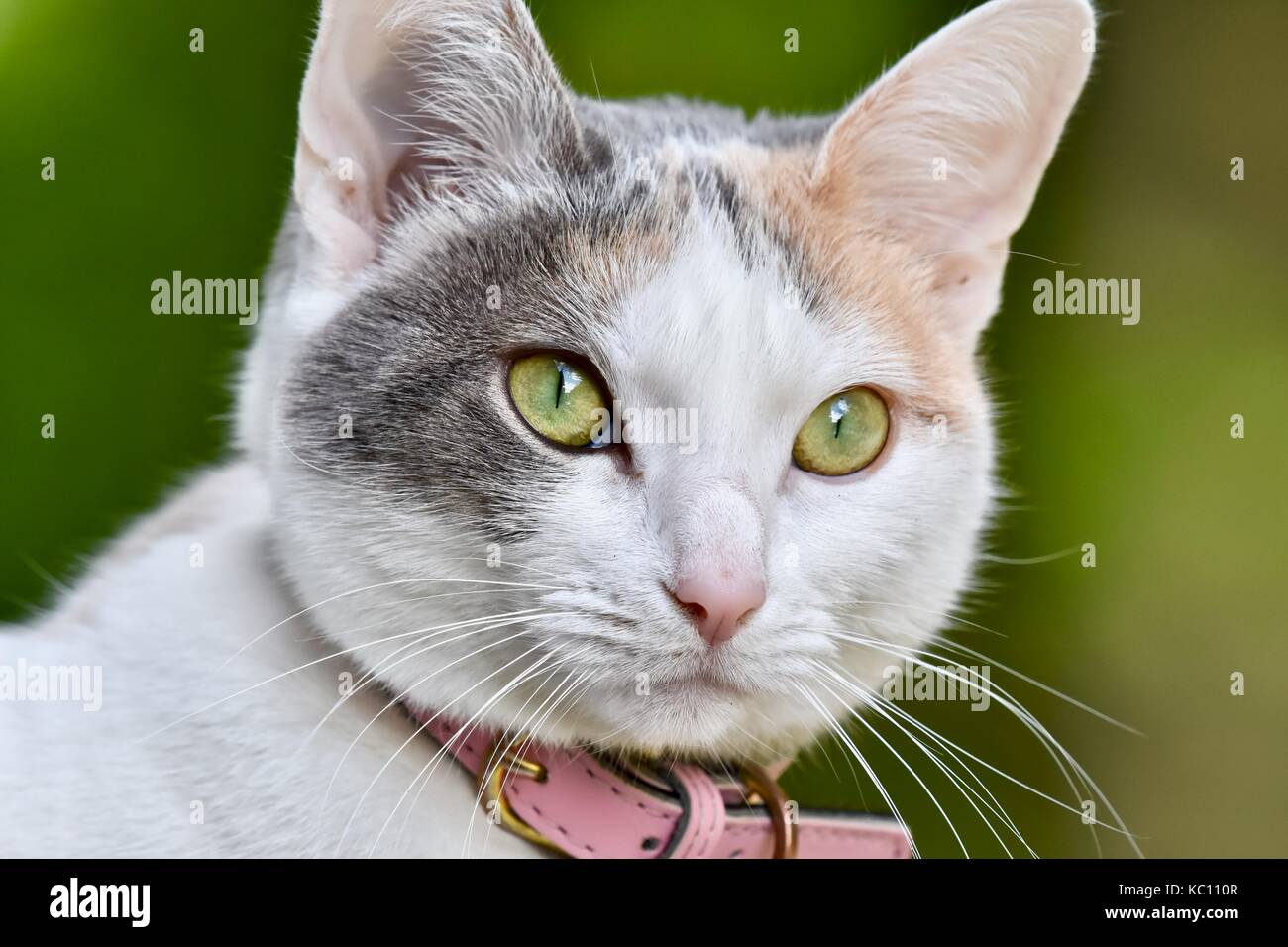 Calico cat (Felis catus Stock Photo - Alamy
