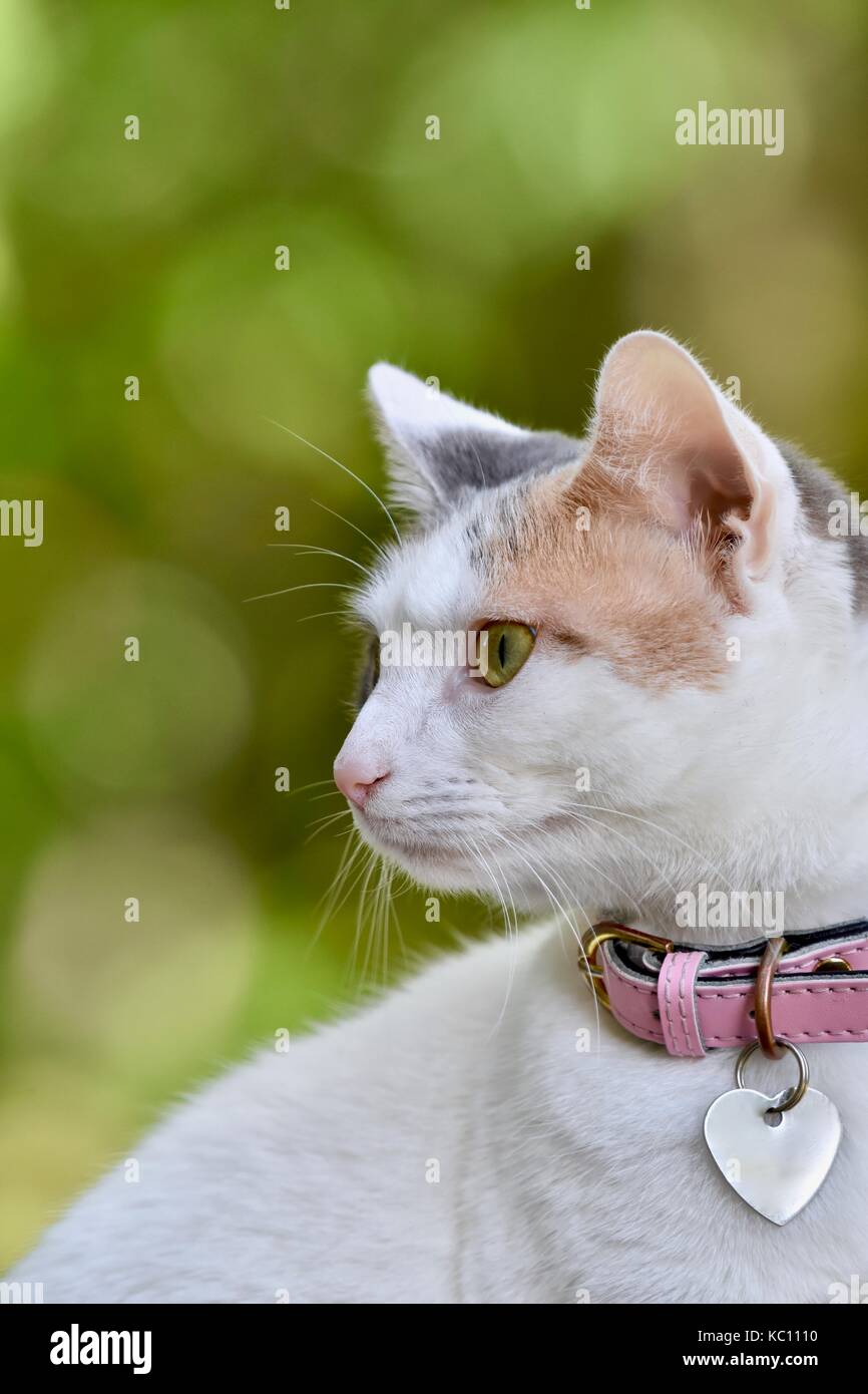 Calico cat (Felis catus Stock Photo - Alamy