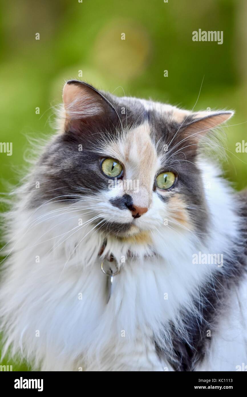 Long haired calico cat (Felis catus Stock Photo - Alamy