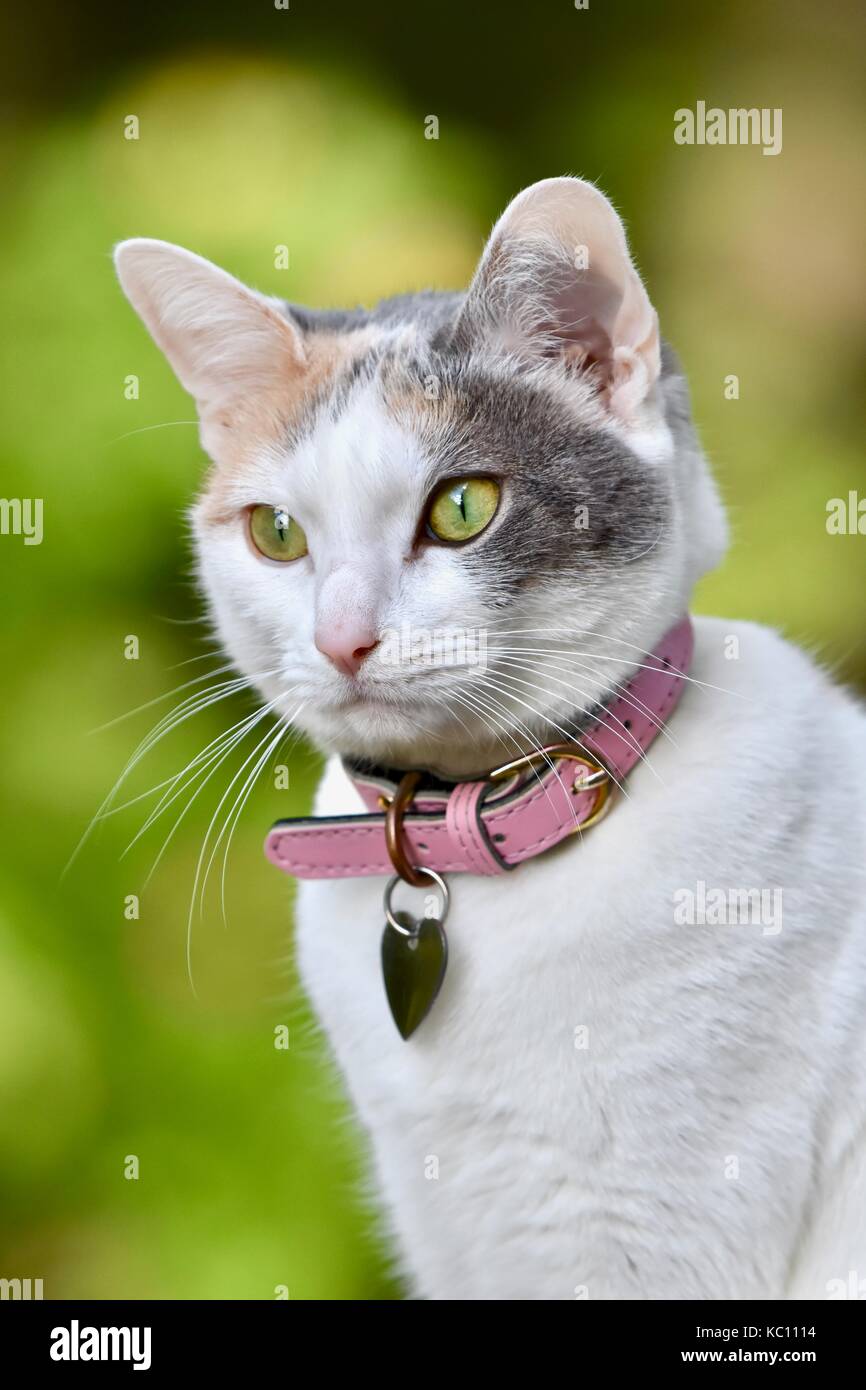 Calico cat (Felis catus Stock Photo - Alamy