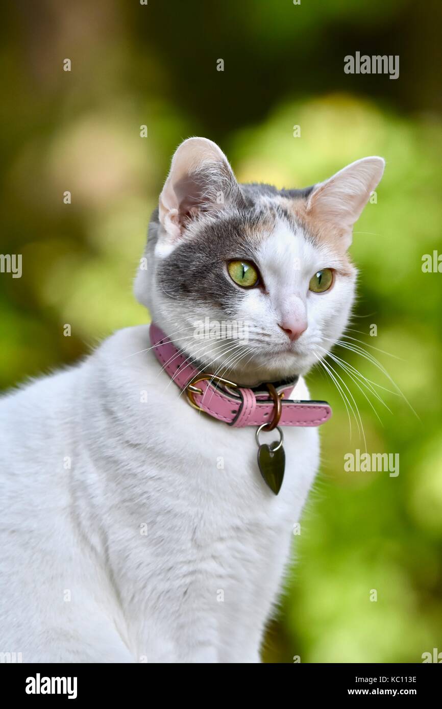 Calico cat (Felis catus Stock Photo - Alamy