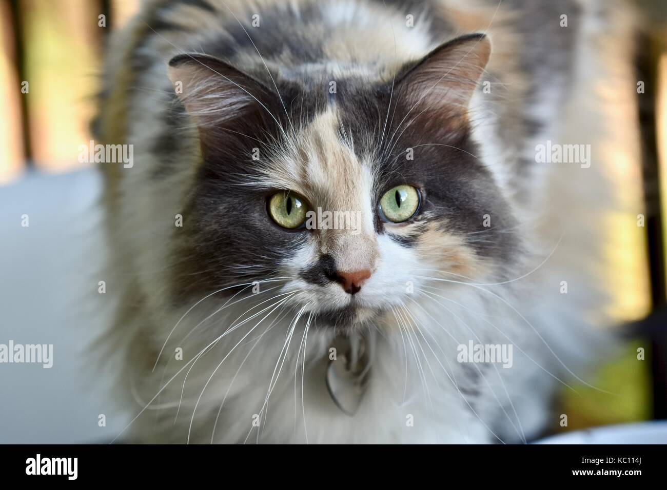 Long haired calico cat (Felis catus Stock Photo - Alamy