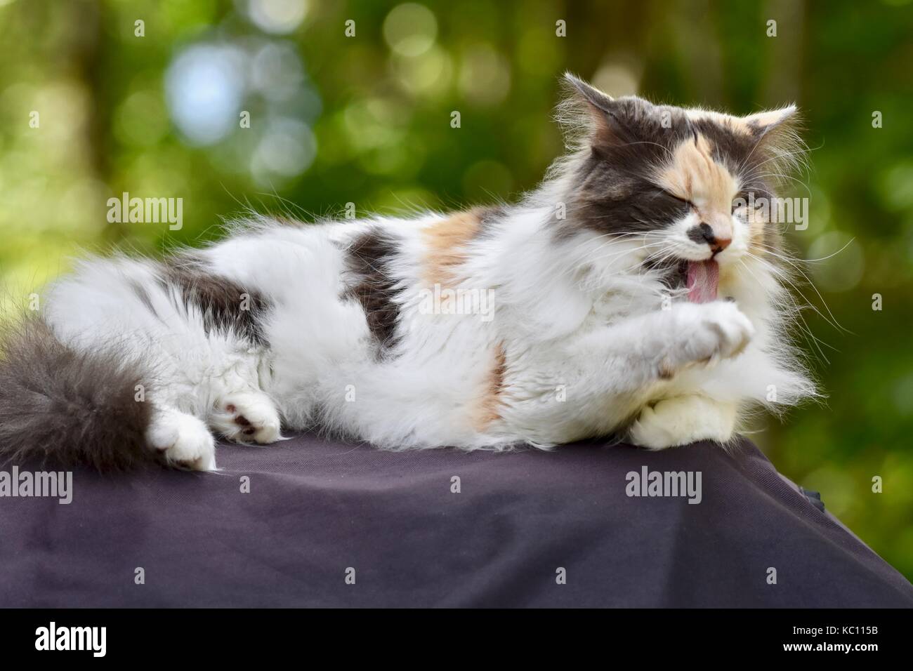 Long haired calico cat (Felis catus Stock Photo - Alamy